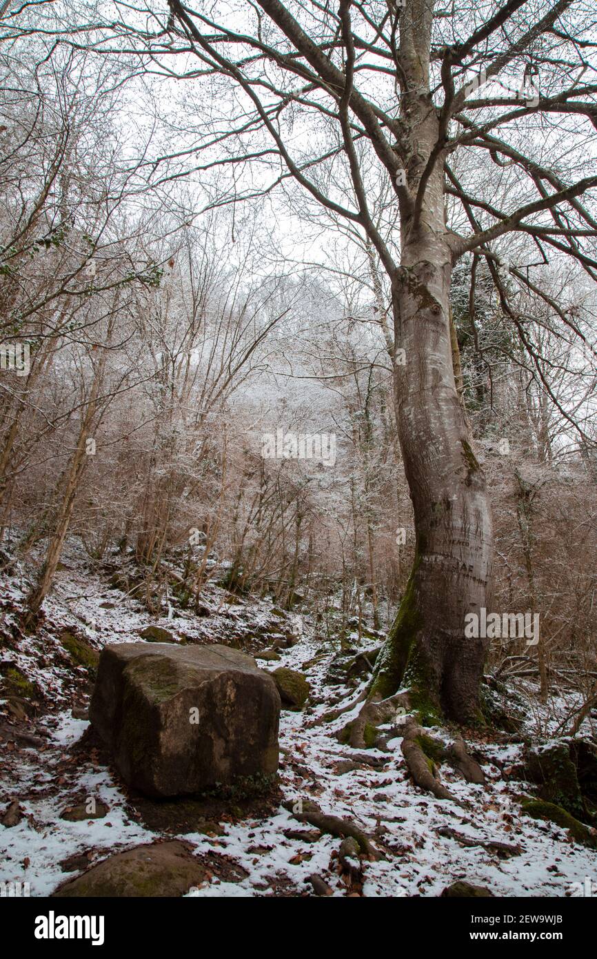 A tree and a big rock on a path in a forest in a snowy landscape Stock ...