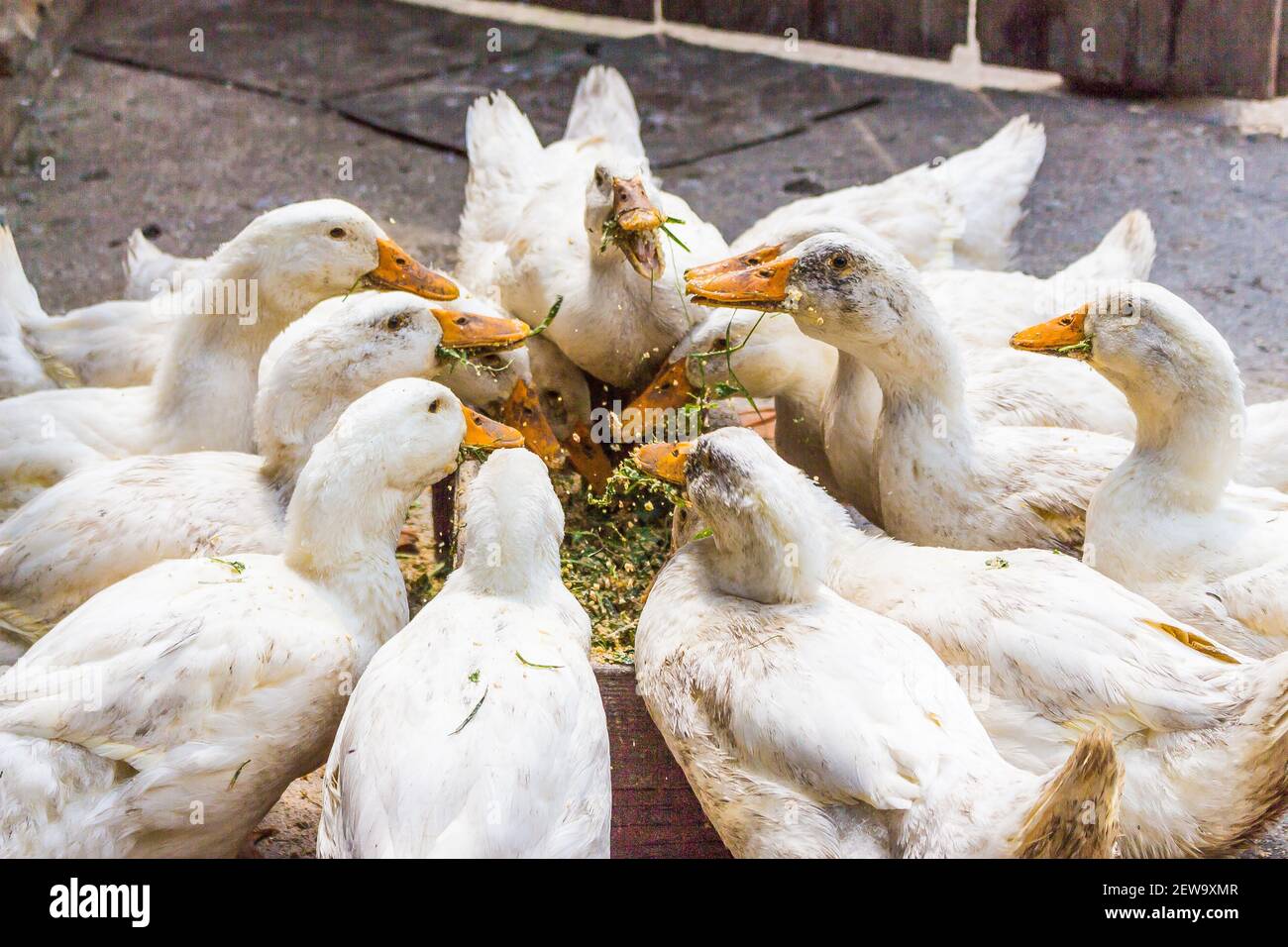 A flock of white ducks eating seeds and grain from a big bucket Stock ...