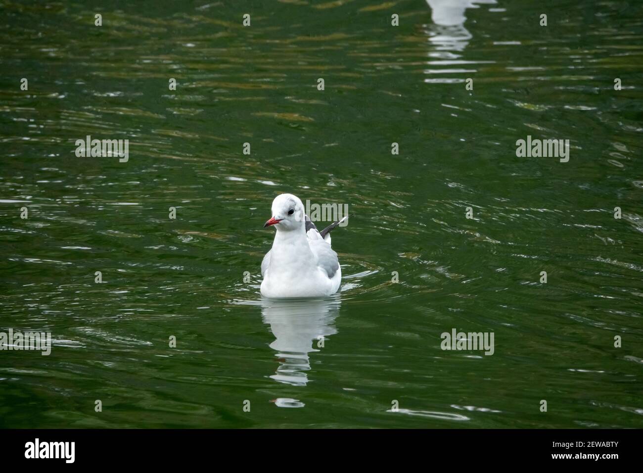 Beautiful seagull closeup photography hi-res stock photography and ...