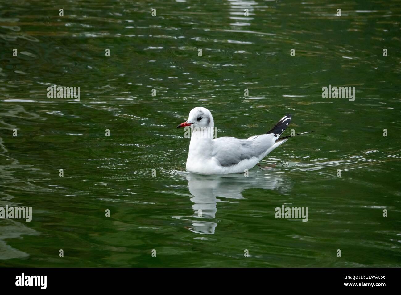 Beautiful seagull closeup photography hi-res stock photography and ...