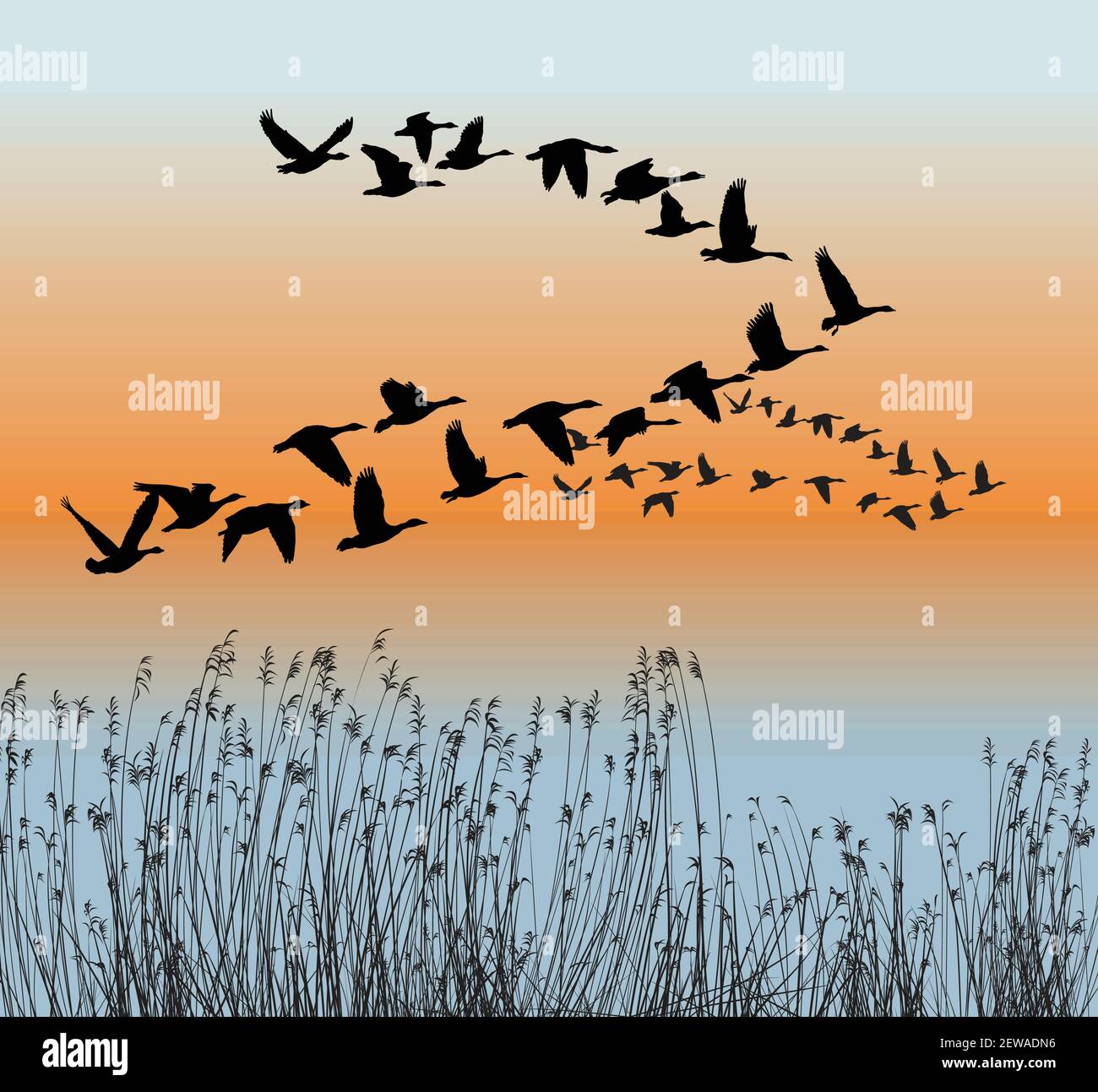Spring goose migration Stock Vector Image & Art - Alamy