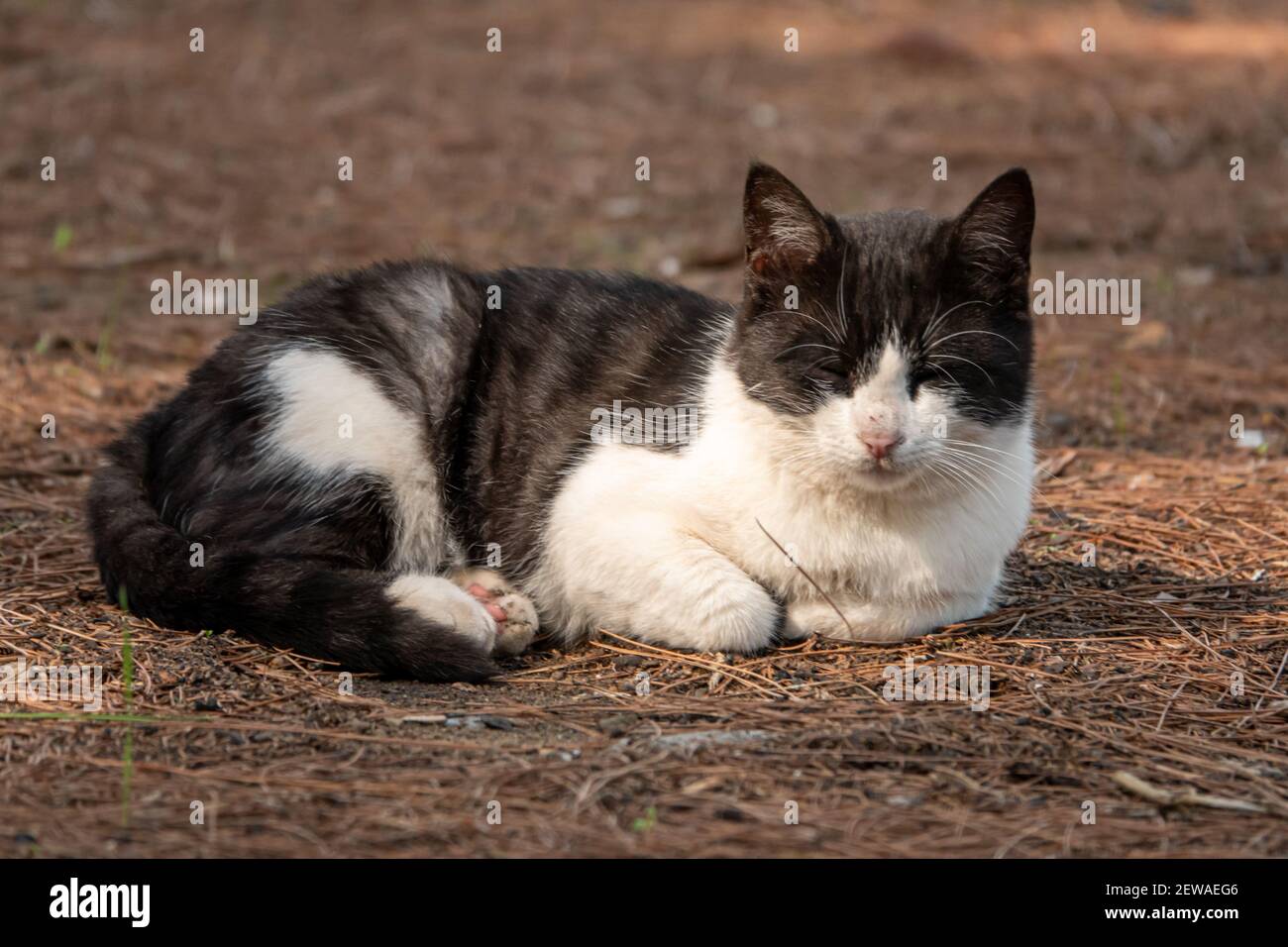 Cat lying and napping in the garden Stock Photo - Alamy