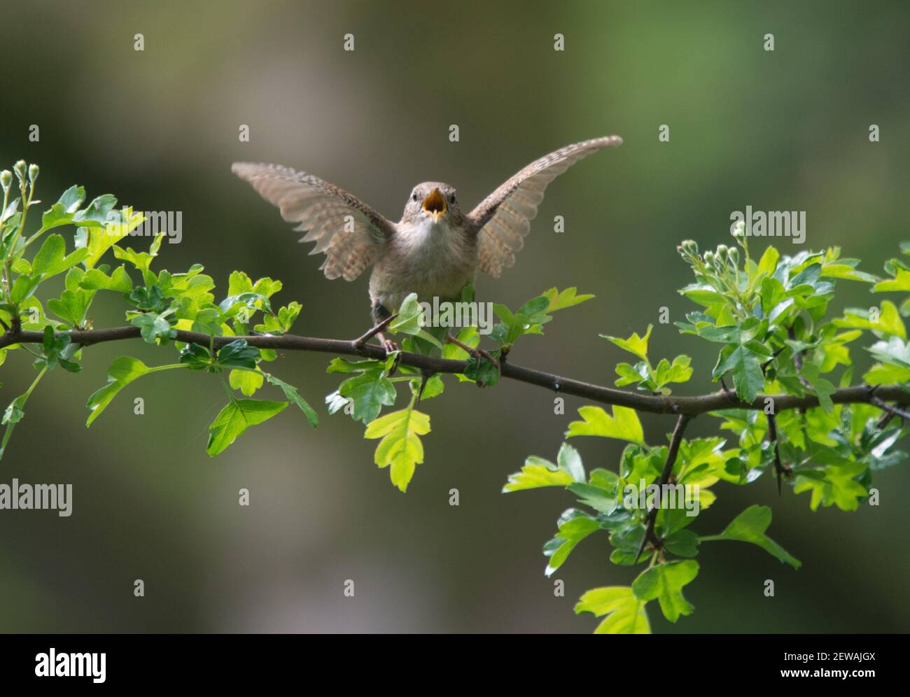 Eurasian Wren singing with wings outstretched Stock Photo - Alamy