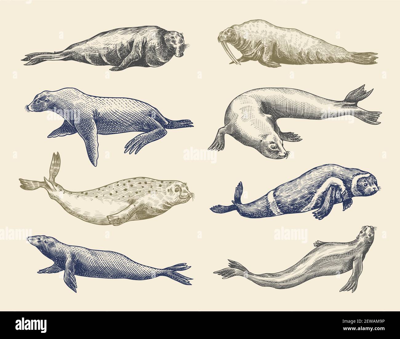 Earless seal underwater Stock Vector Images - Alamy