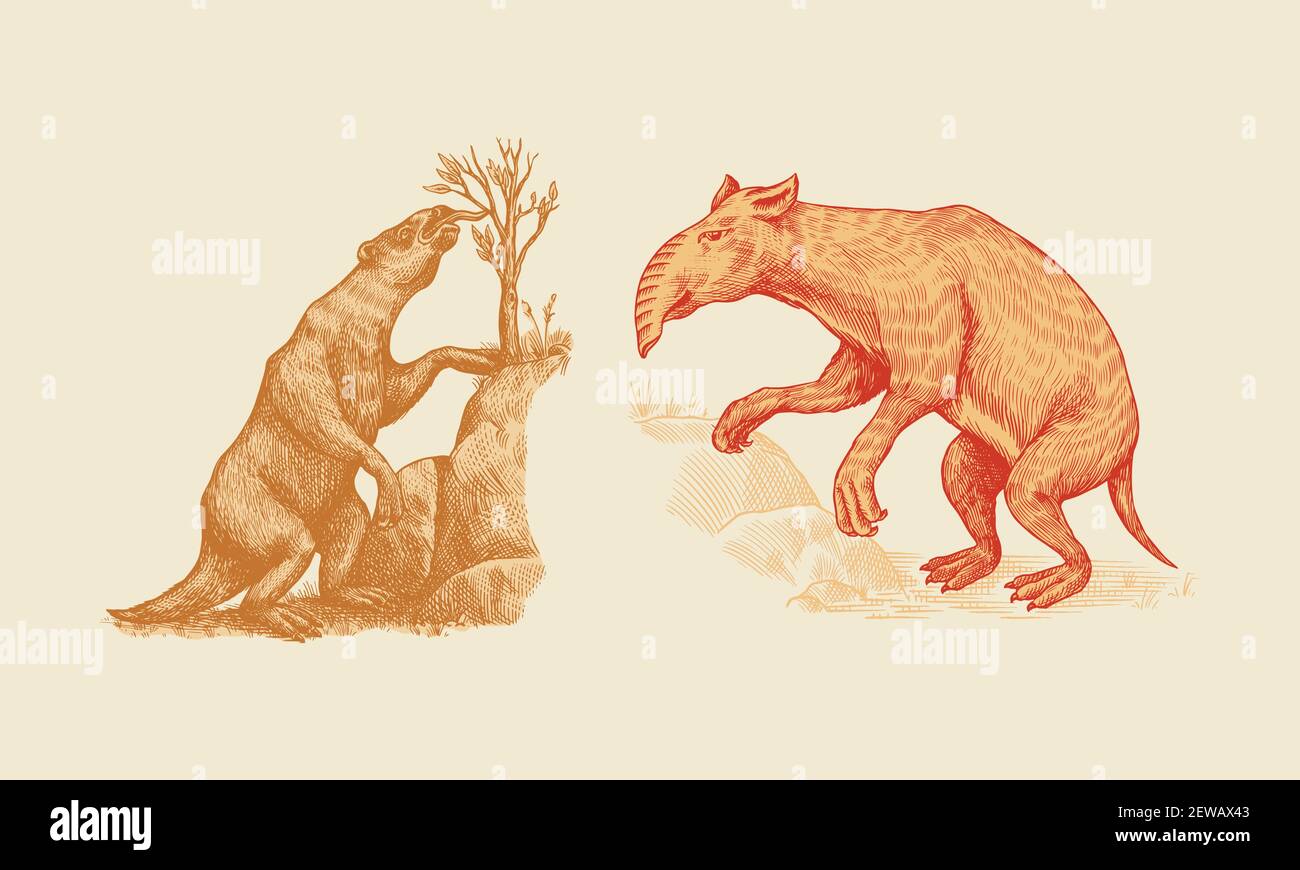 Prehistoric ground sloth hi-res stock photography and images - Alamy