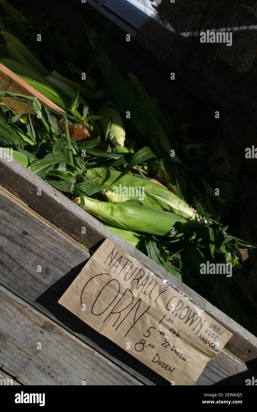 Farm fresh corn Stock Photo - Alamy