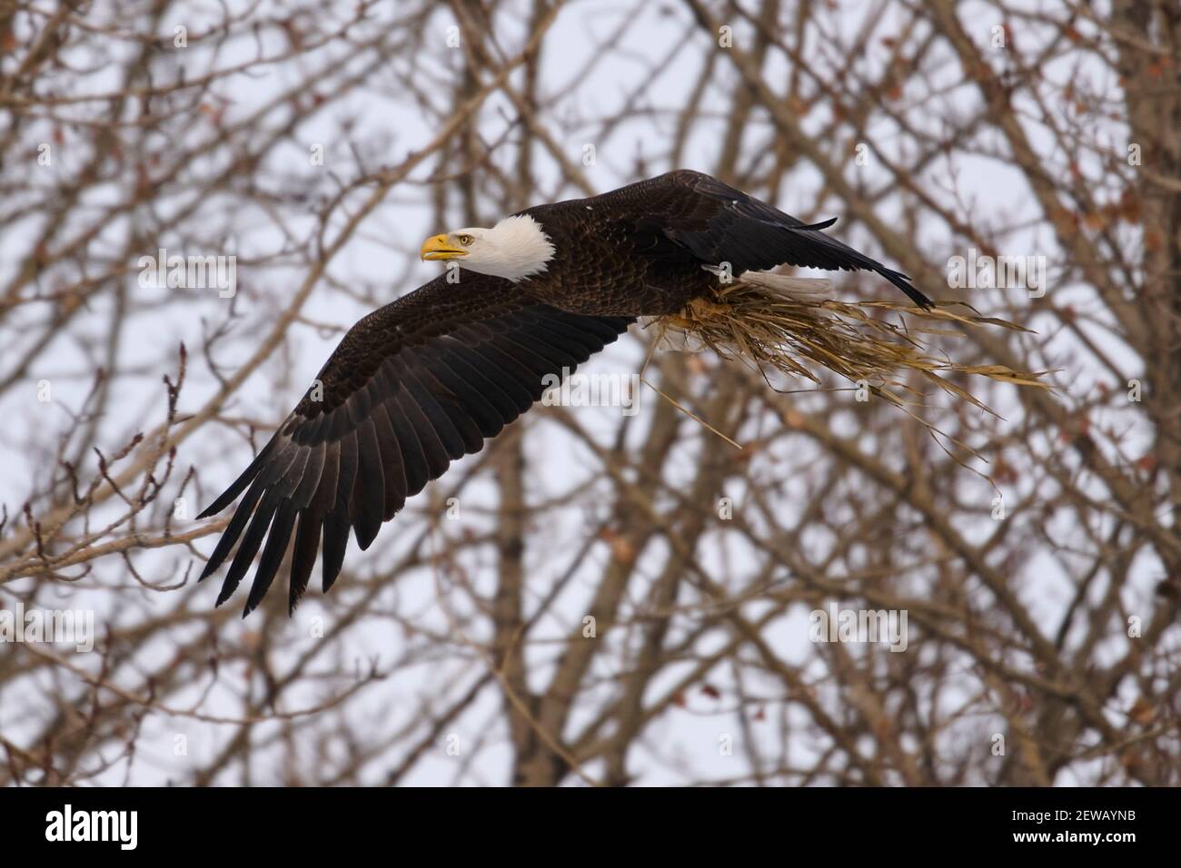 Bald eagle (Haliaeetus leucocephalus) delivers nest material, Calgary ...