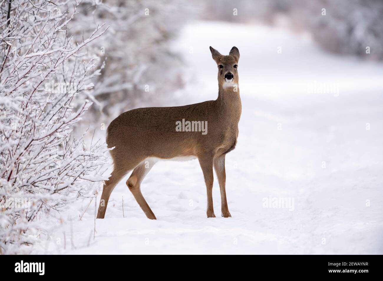 White-tailed deer (Odocoileus virginianus) crosses a trail in snow ...