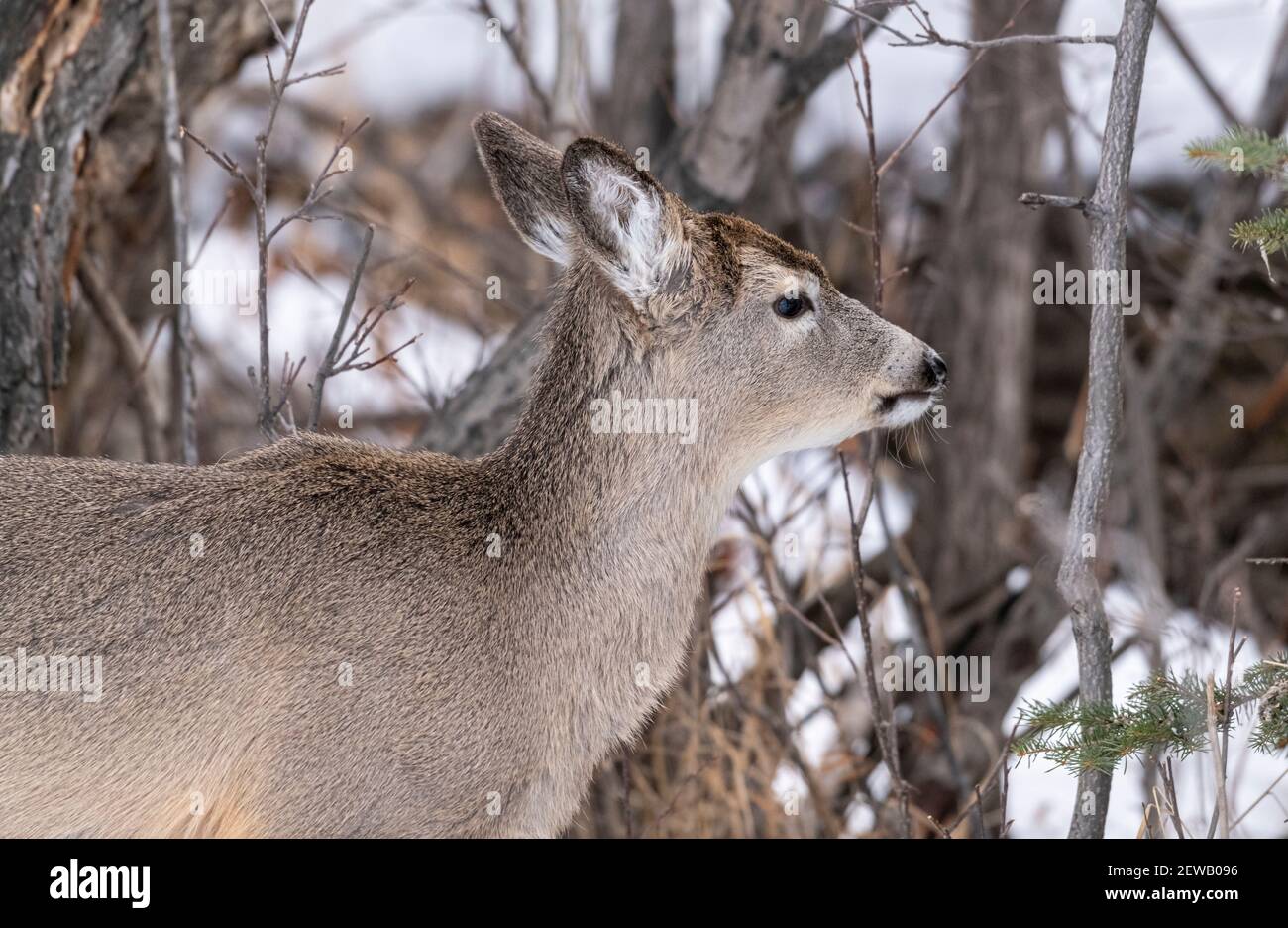 White-tailed deer (Odocoileus virginianus), Calgary, Carburn Park ...
