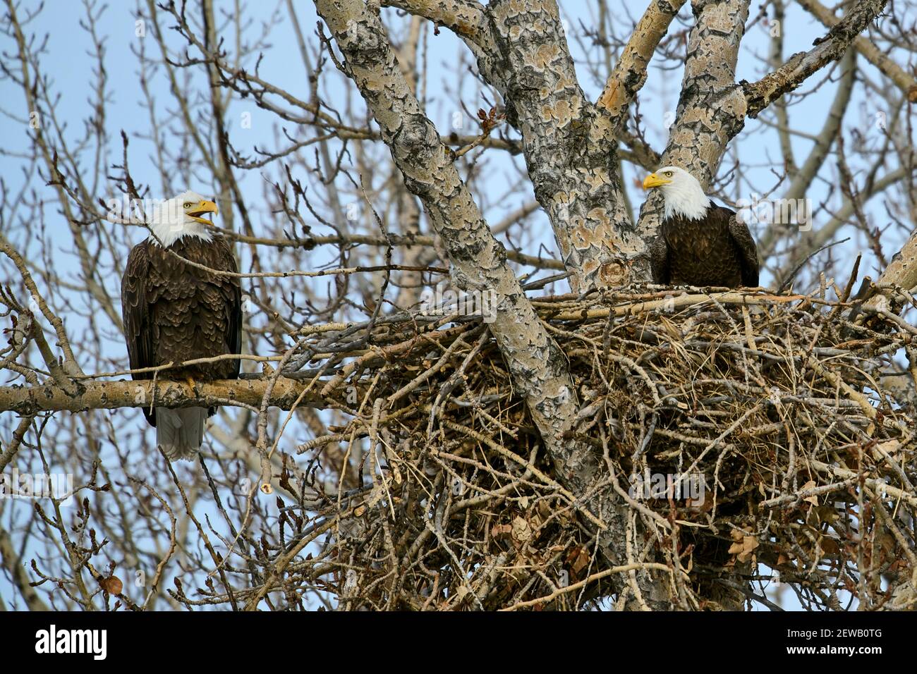 Bald eagles (Haliaeetus leucocephalus) at nest Calgary, Carburn Park ...