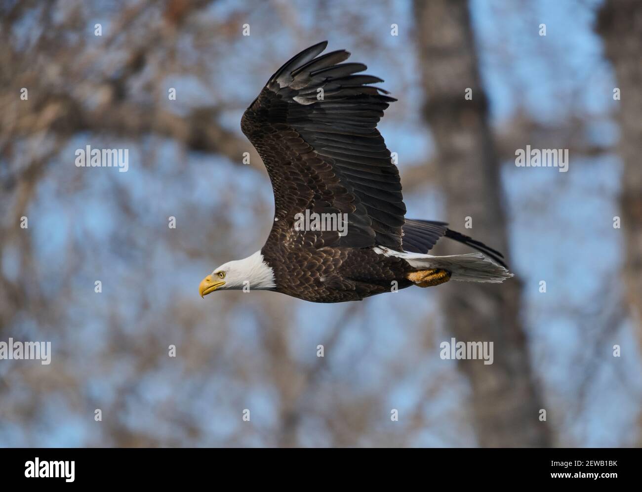 Bald eagle (Haliaeetus leucocephalus) in flight, Calgary, Carburn Park ...