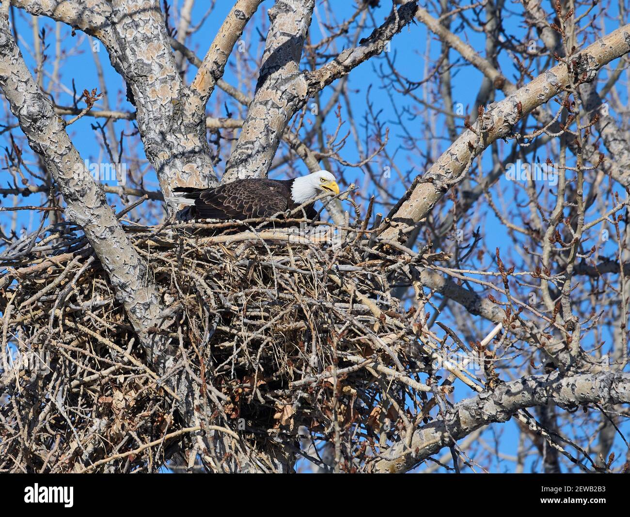 Bald eagle (Haliaeetus leucocephalus) on nest, Calgary, Carburn Park ...