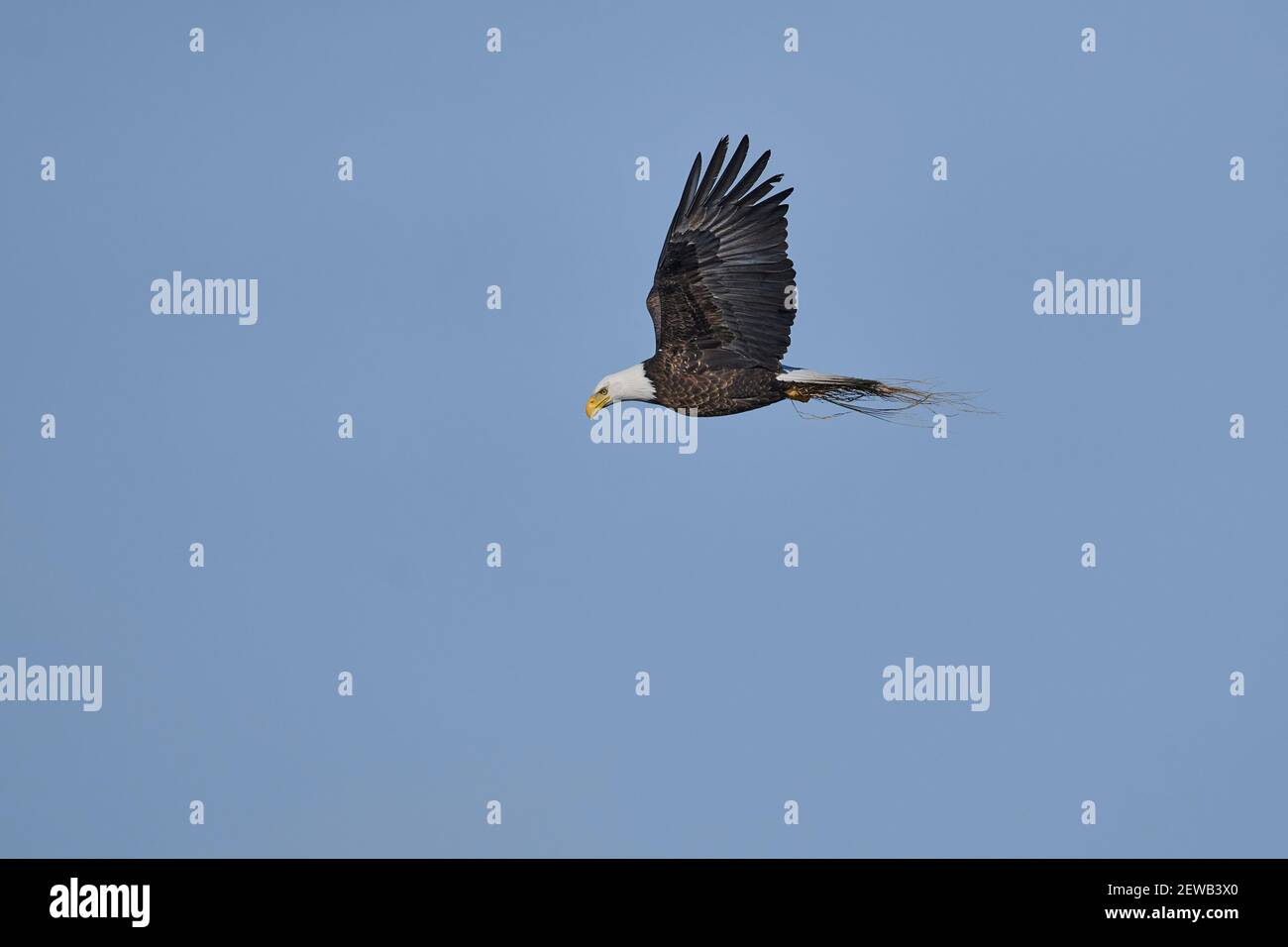Bald eagle (Haliaeetus leucocephalus) in flight carrying nesting ...
