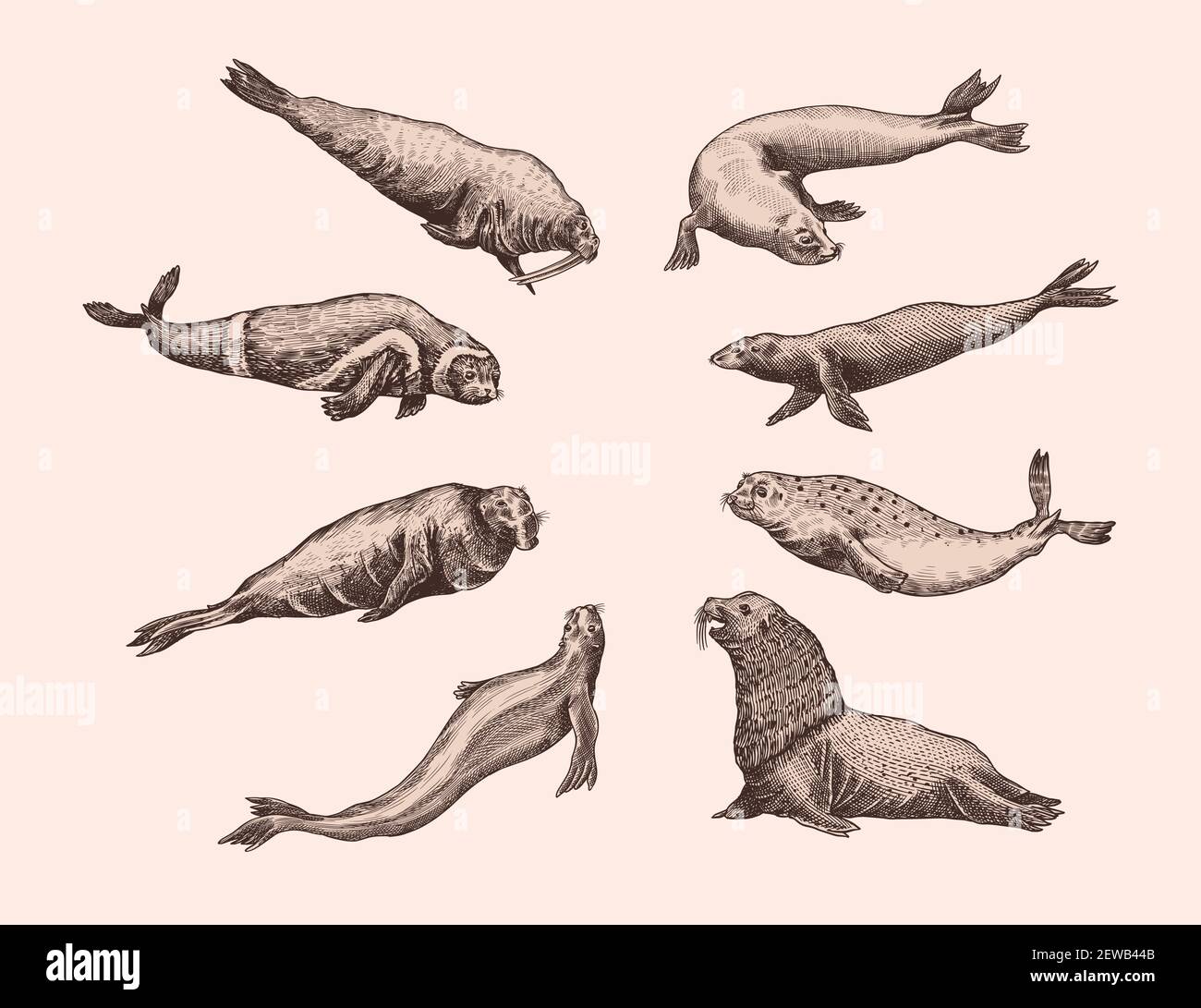 Walrus Vs Sea Lion Vs Seal