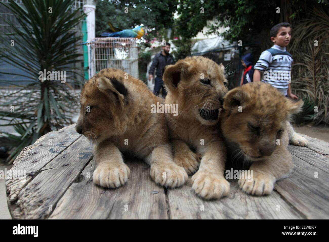 A Lioness and her cubs are seen at a zoo in Rafah, in the southern Gaza ...