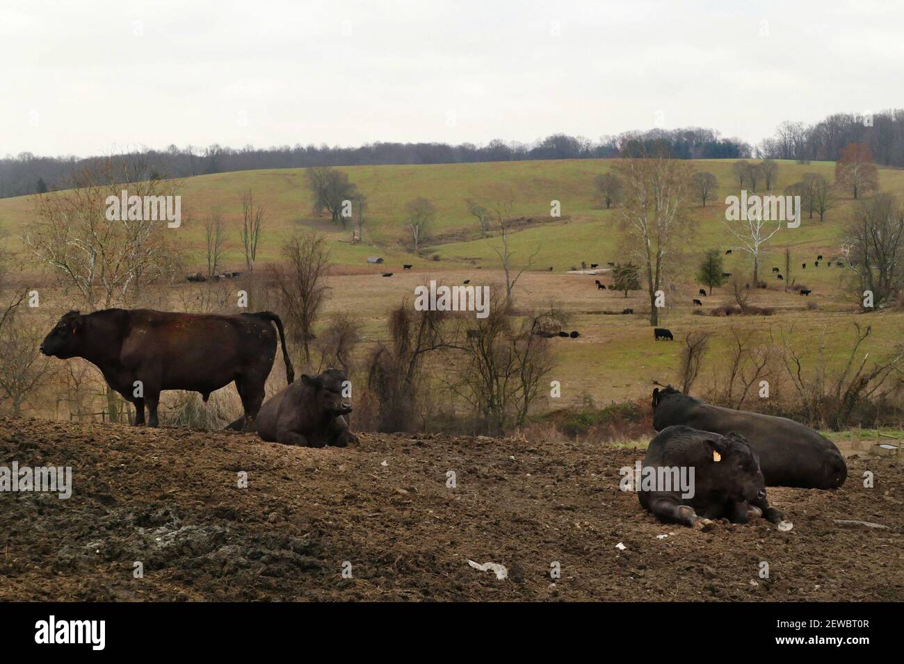 Roseda Farm, where Black Angus cattle are raised to produce all natural ...
