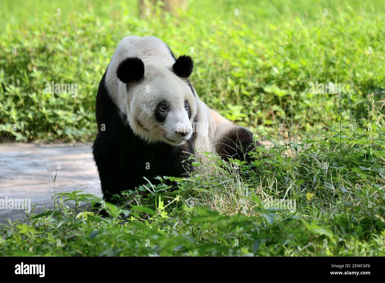 --FILE--The world's oldest captive giant panda Xinxing eats bamboo ...