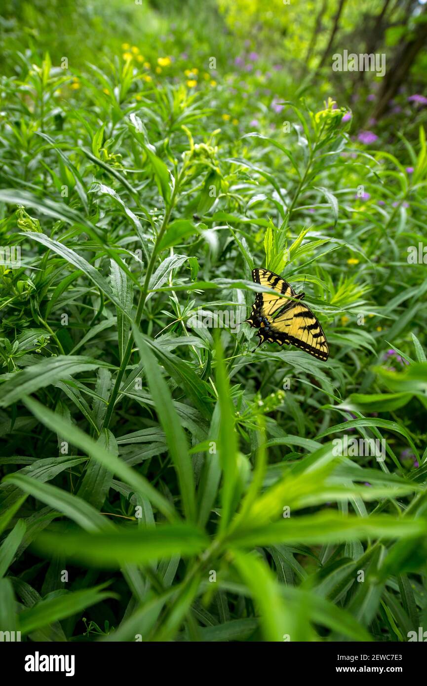 Canadian tiger swallowtail butterfly (Papilio canadensis) flying over ...