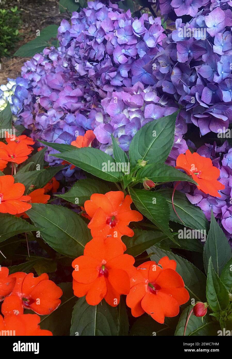 Let's Dance Rave hydrangea will reach 3-feet tall and as wide. (Photo ...