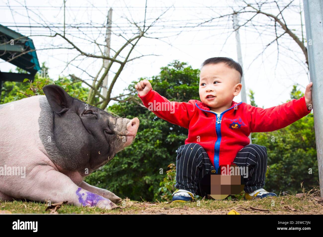 --FILE--A little bot plays with his pig pet in a park in Guangzhou city ...