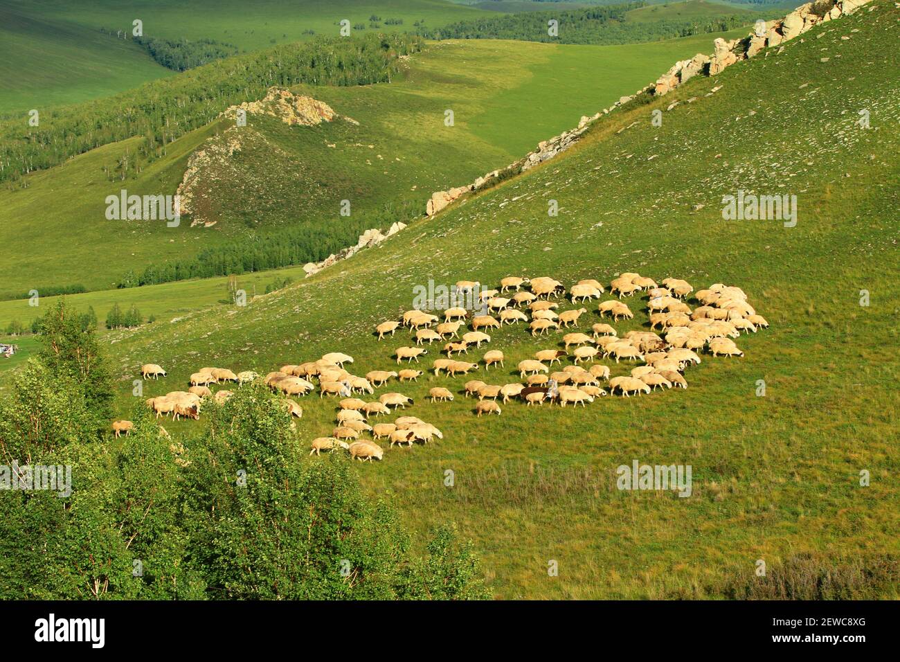 --File--View of the green grassland of Hulunbuir Prairie in Hulunbuir ...