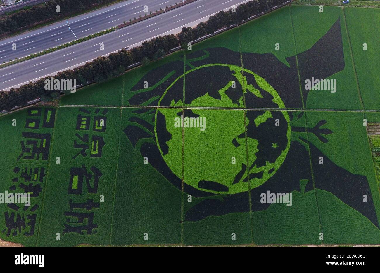 --FILE--An aerial view of a drawing composed by rice, depicting a large ...