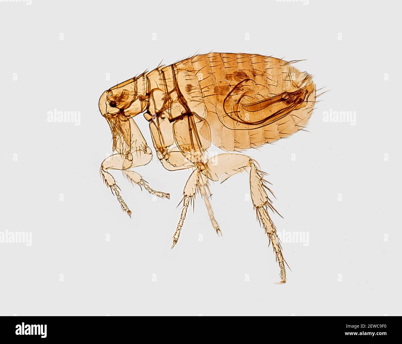 Morphological characteristic of a flea depicted in the digitally ...