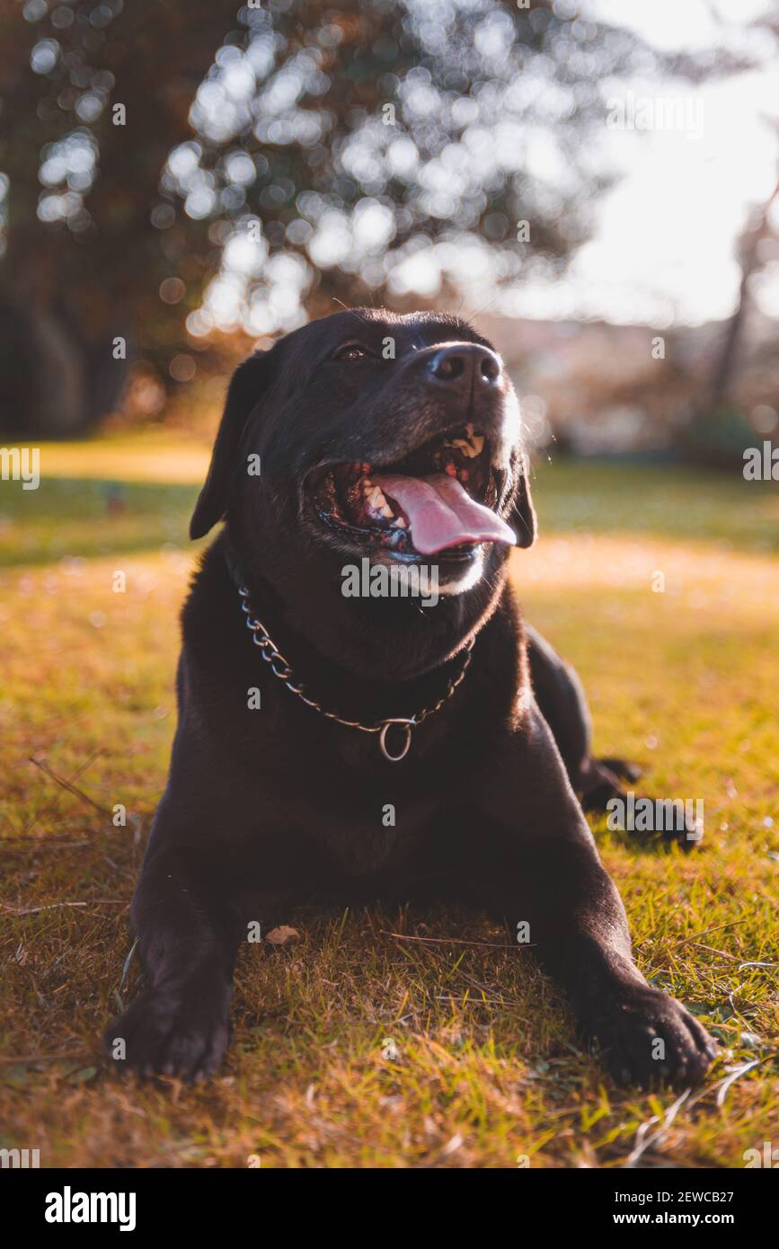 A vertical shot of a black labrador retriever with a chain collar in a ...