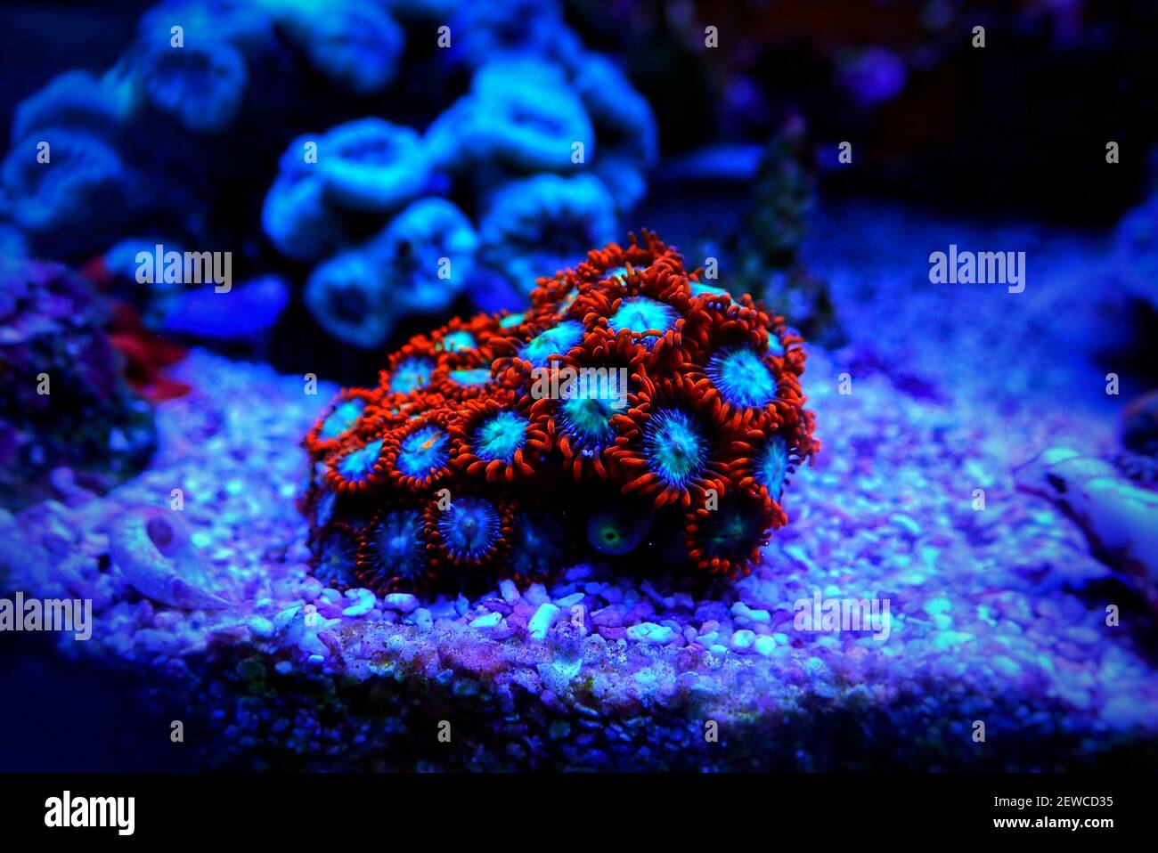 Small polyps hi-res stock photography and images - Alamy