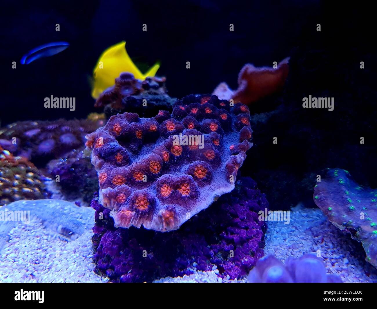 Chalice Coral Placement