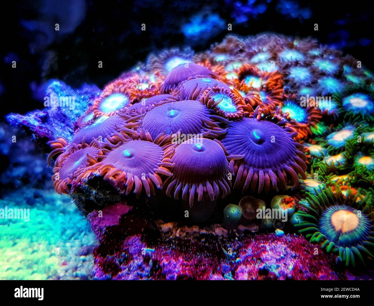 Small polyps hi-res stock photography and images - Alamy