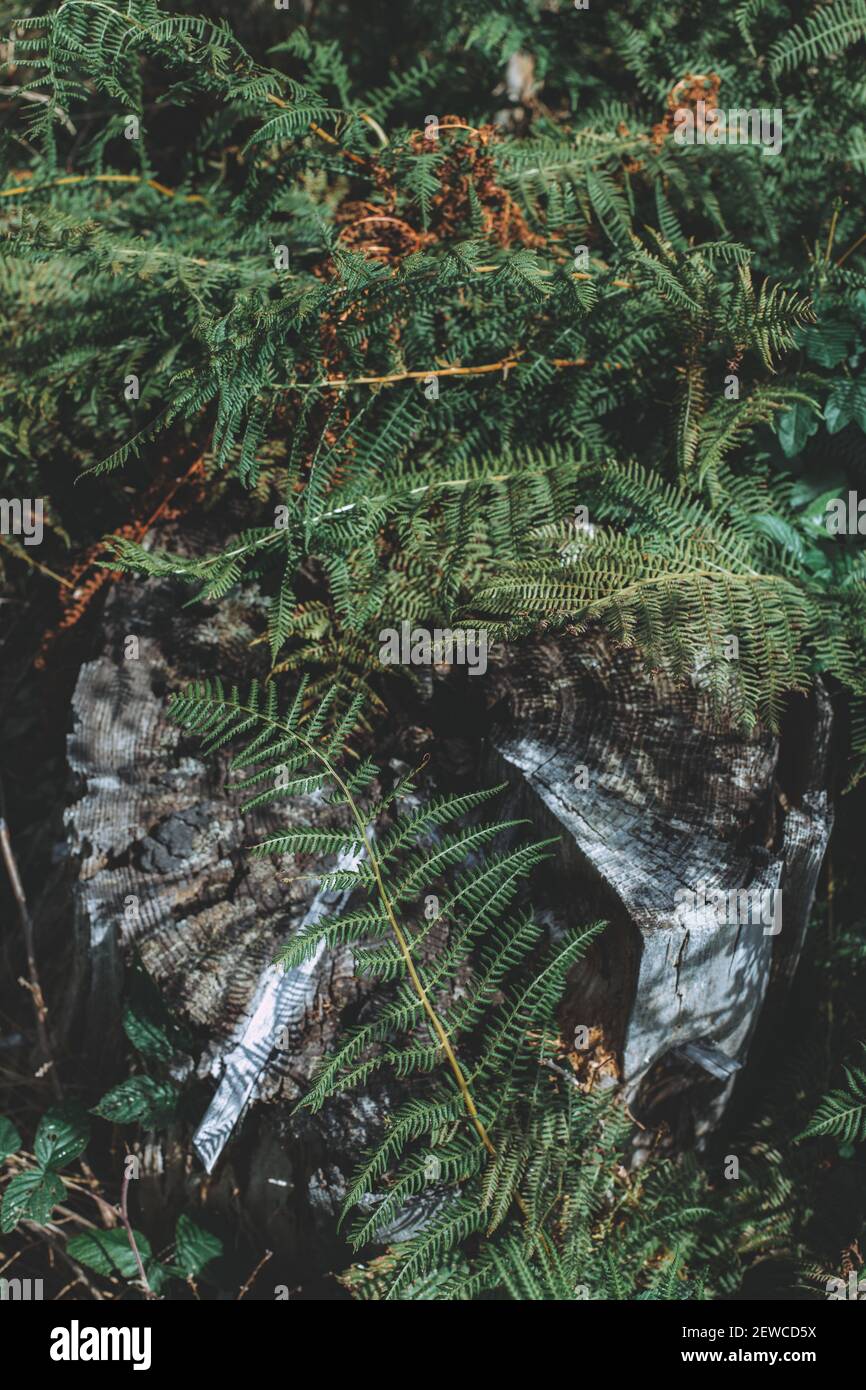 A vertical shot of spruce tree branches in the forest Stock Photo - Alamy