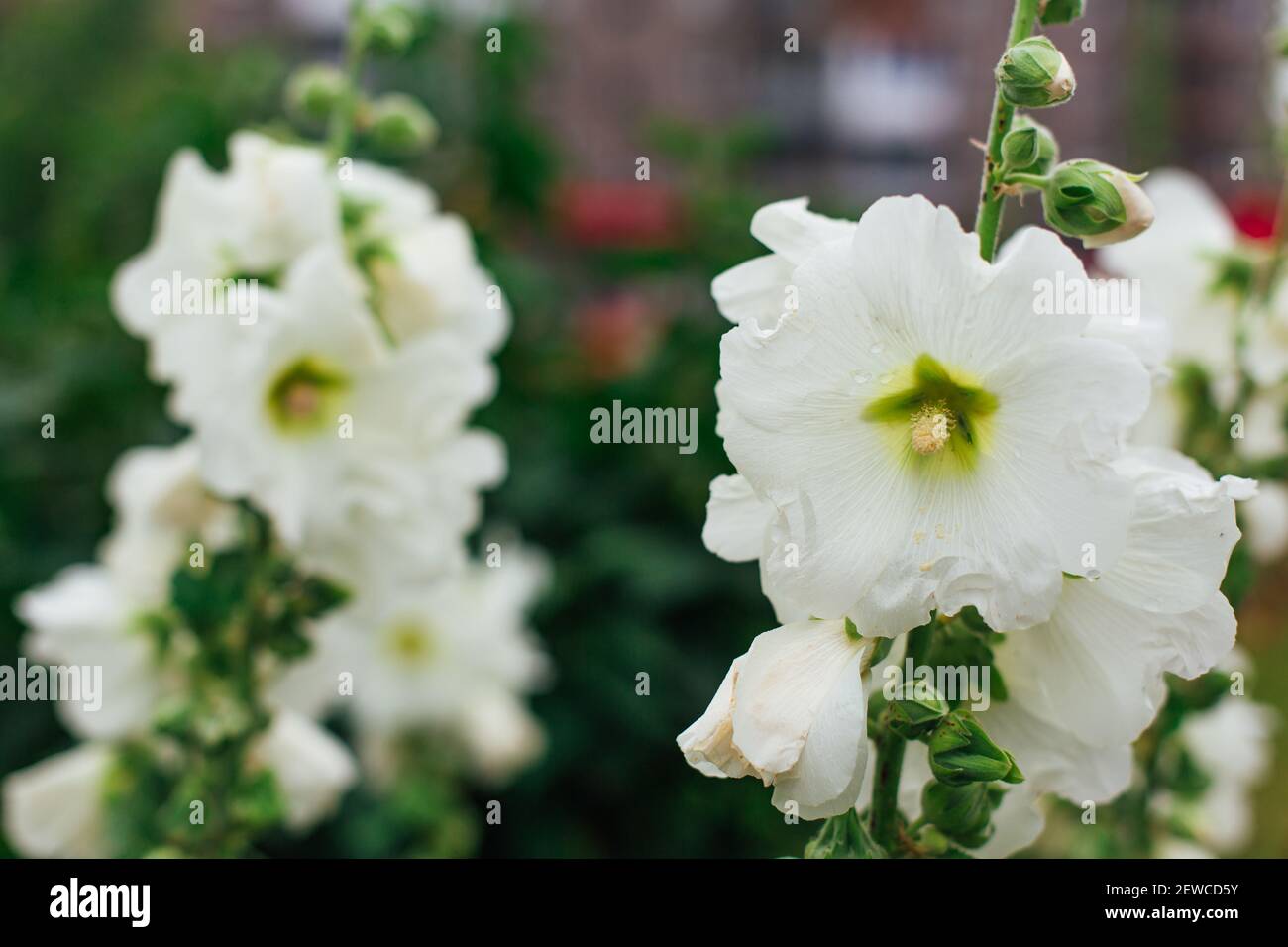 White mallow flowers drops hi-res stock photography and images - Alamy