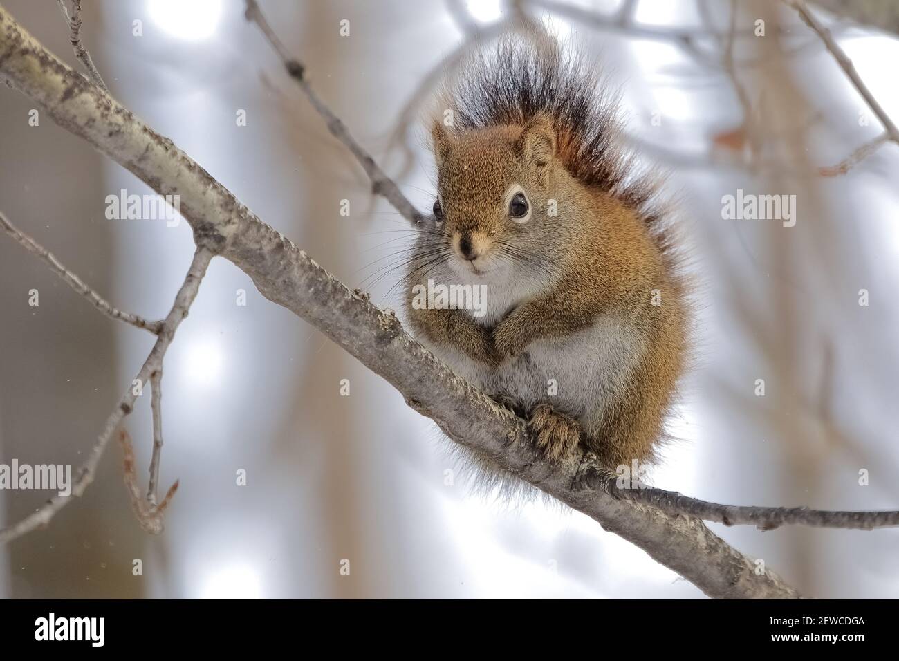 Squirrel sitting on a tree hi-res stock photography and images - Alamy
