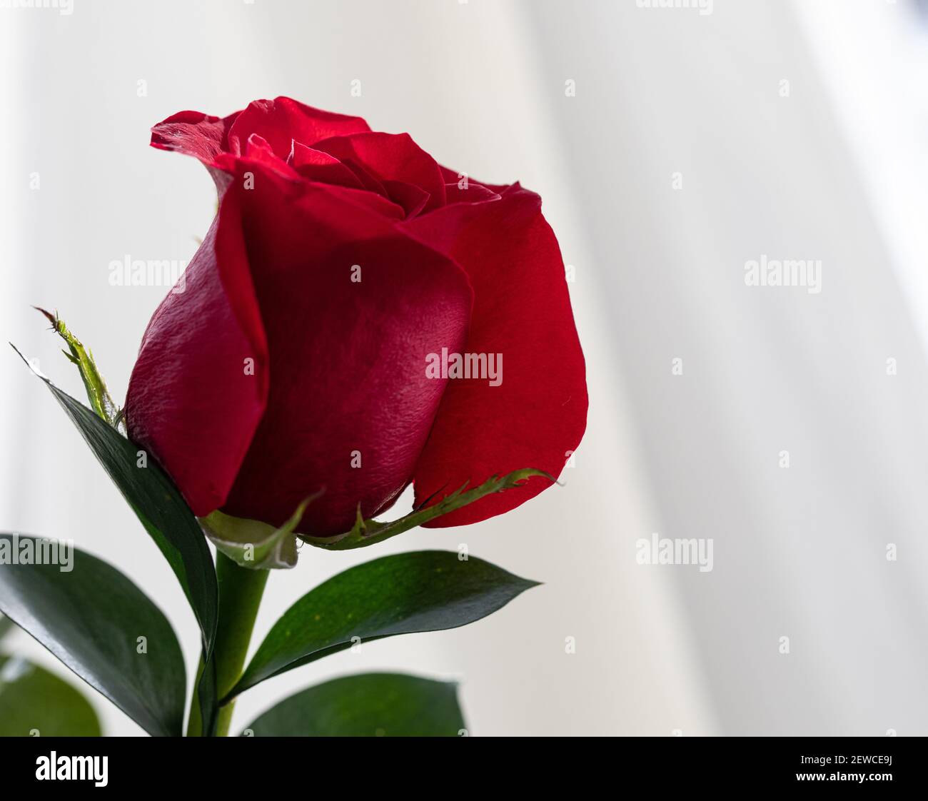Red rose by the window Stock Photo - Alamy