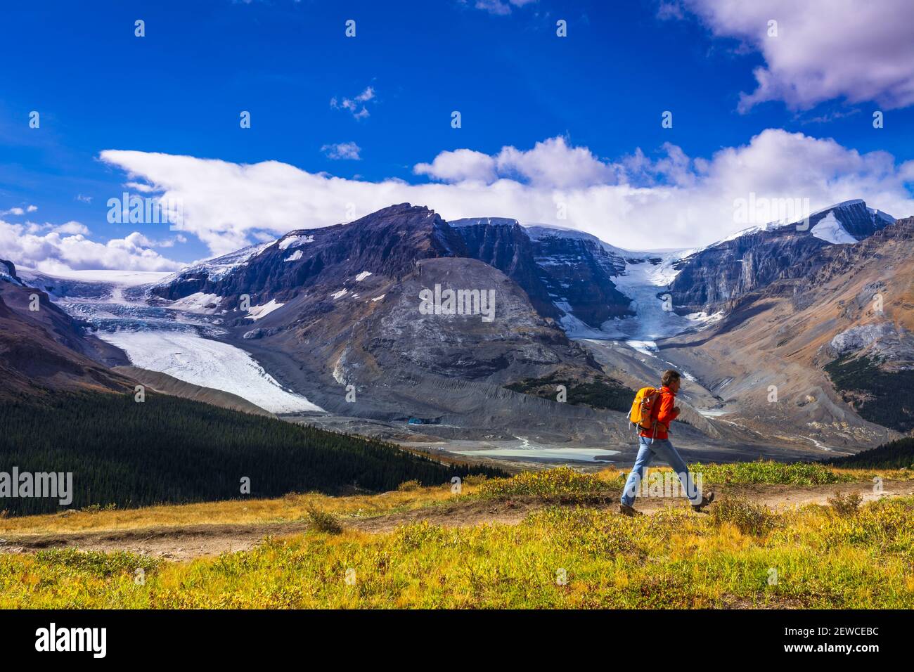 Hiker on Wilcox Ridge above the Columbia Icefields, Jasper National ...