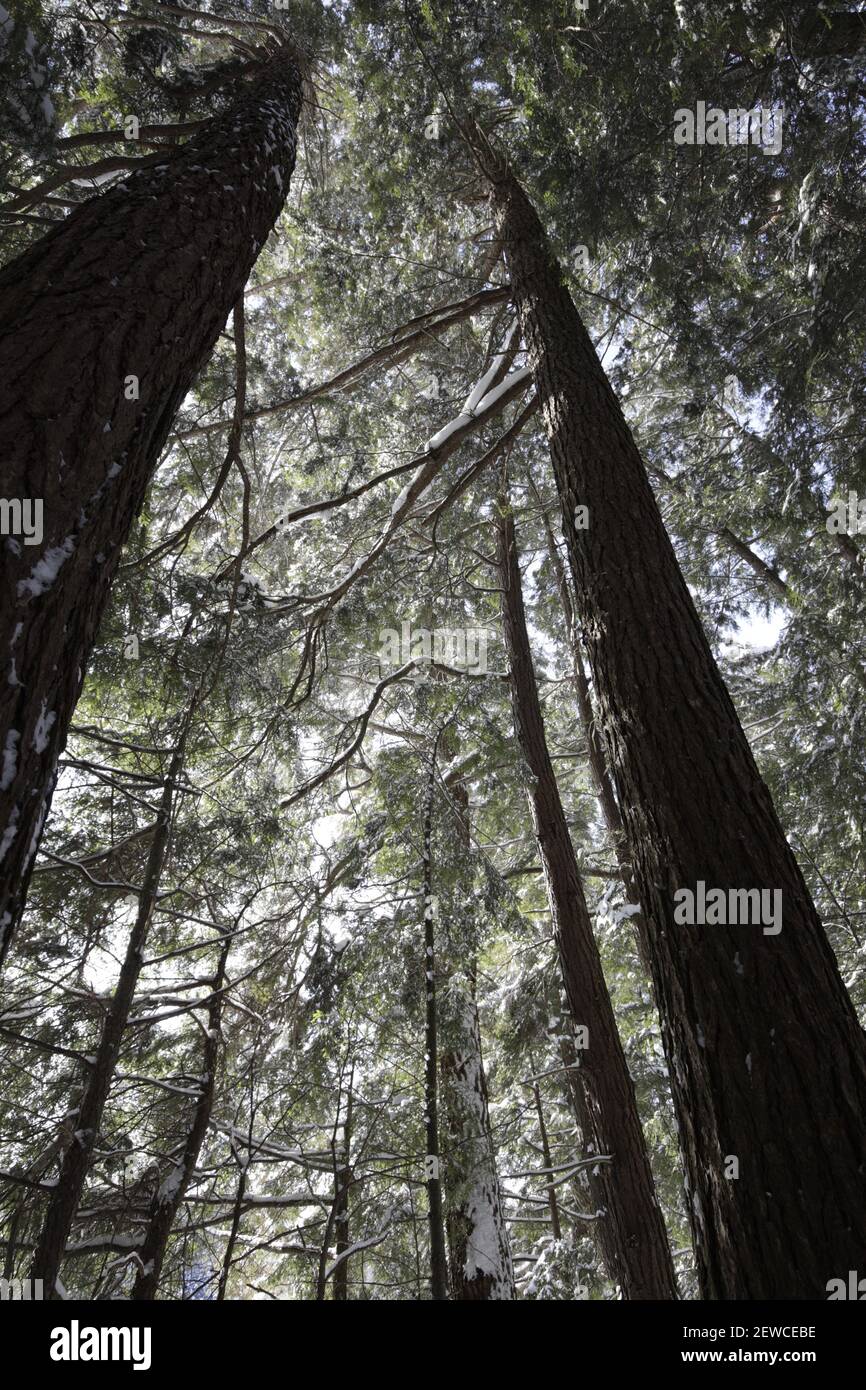 Upward view of tree branches on tall trees in thick forest Stock Photo ...