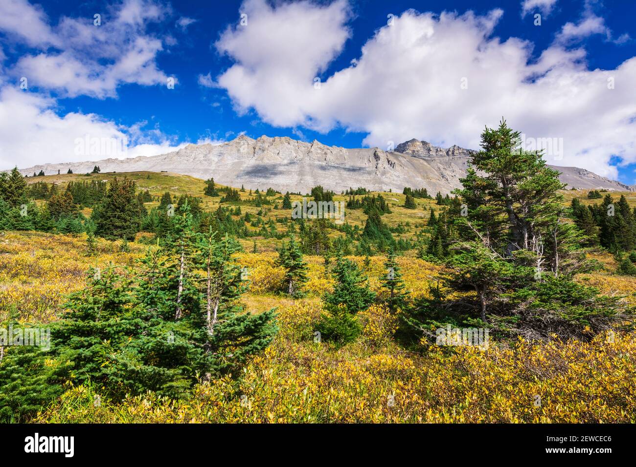 Nigel Peak from Wilcox Ridge, Columbia Icefields, Jasper National Park ...