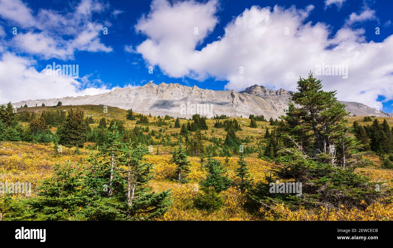 Nigel Peak from Wilcox Ridge, Columbia Icefields, Jasper National Park ...
