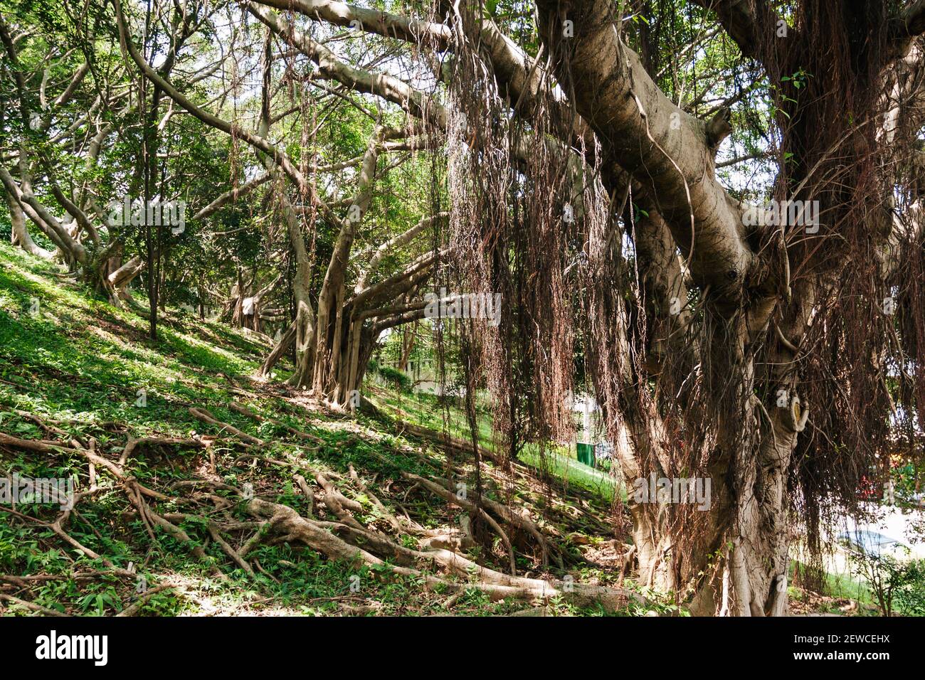 Ficus trees hi-res stock photography and images - Alamy