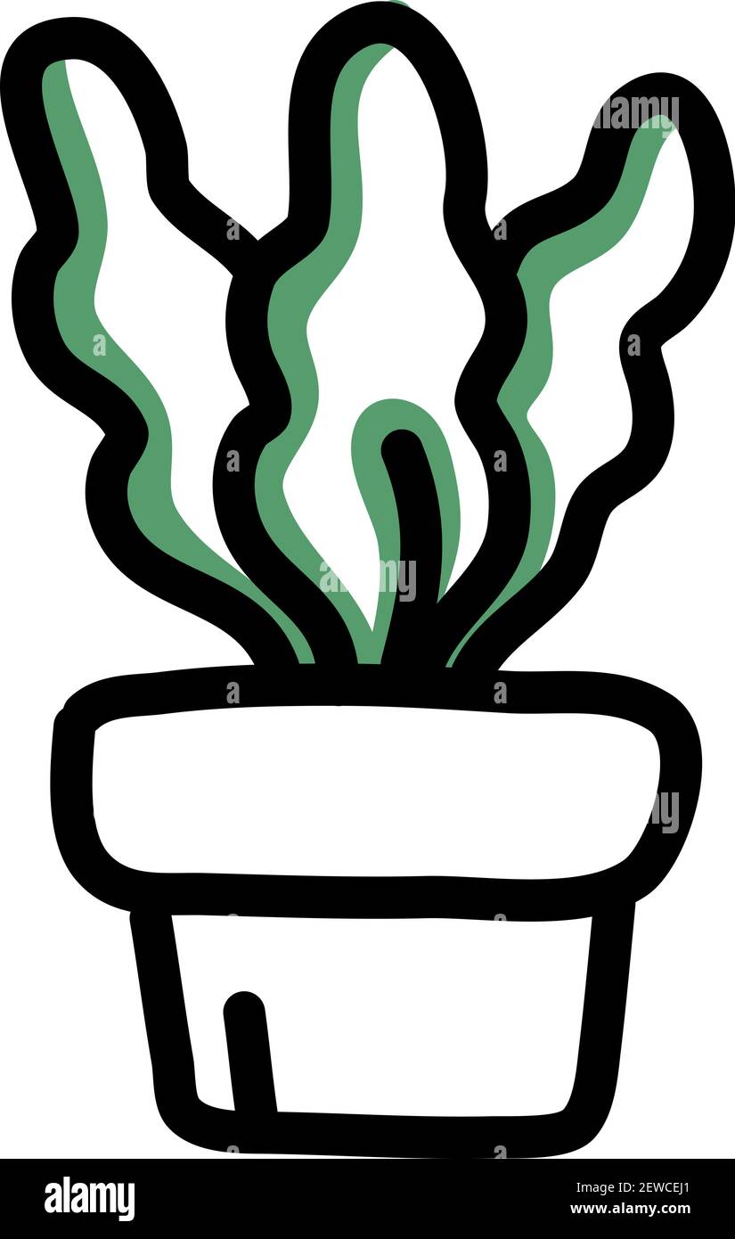 House plant with wavy leaves, illustration, vector on white background ...