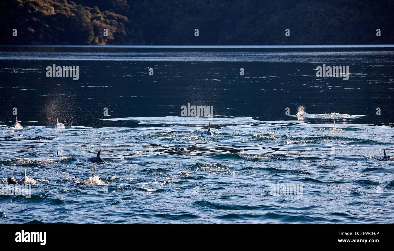 Marlborough sounds dolphin hi-res stock photography and images - Alamy