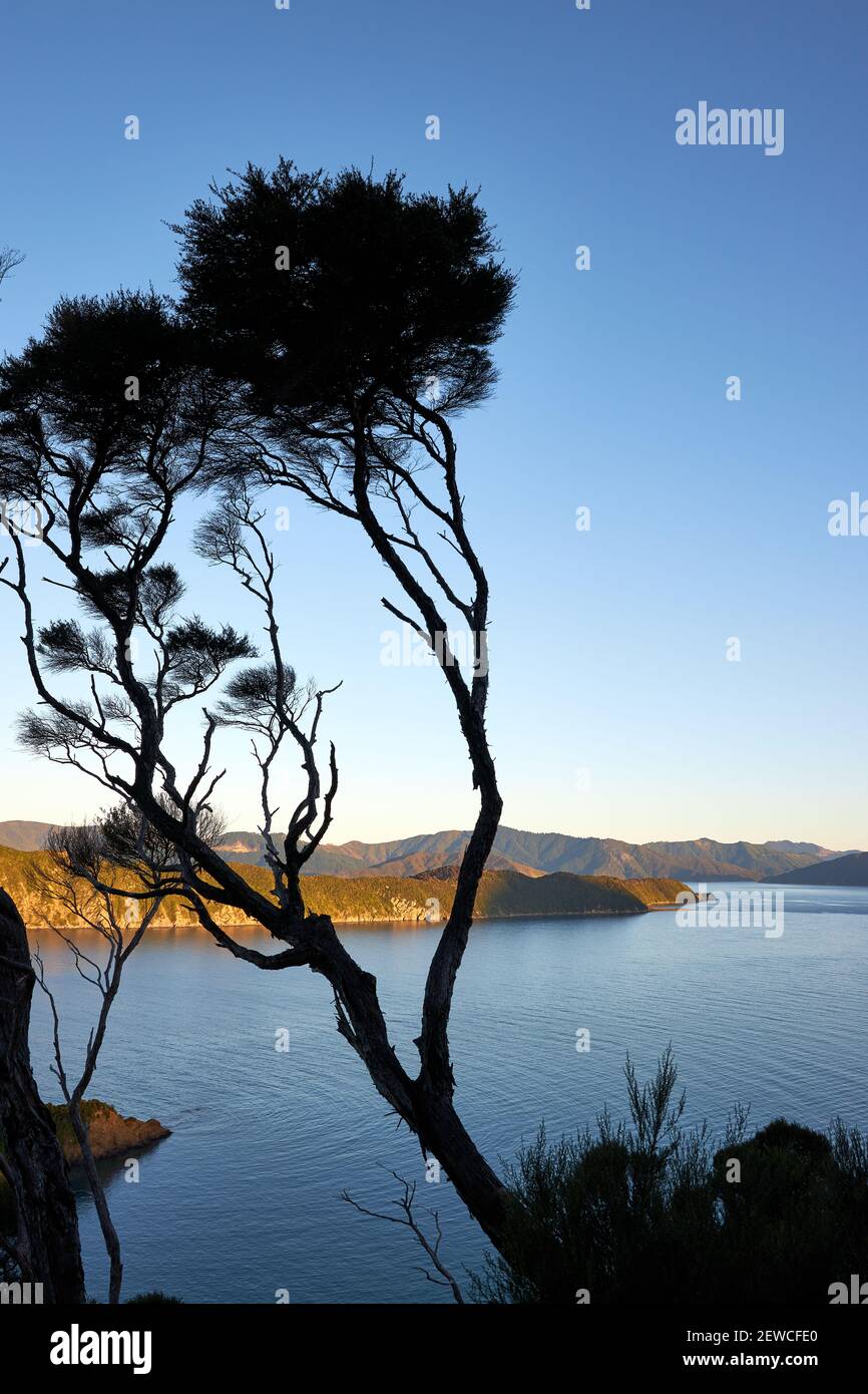 New zealand motuara island hi-res stock photography and images - Alamy
