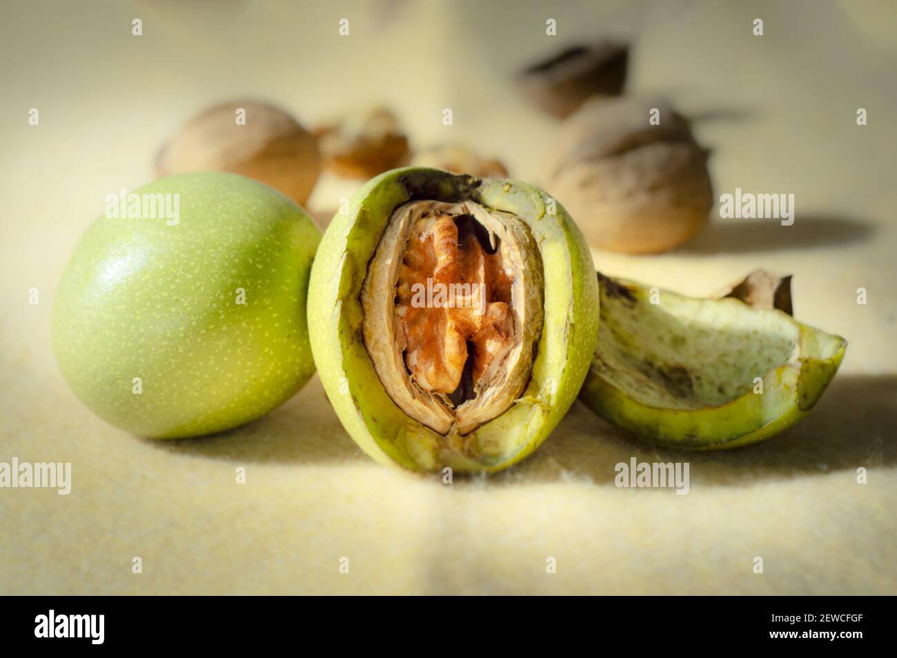Walnut closed yet unripe inside the fruit with a yellow background ...
