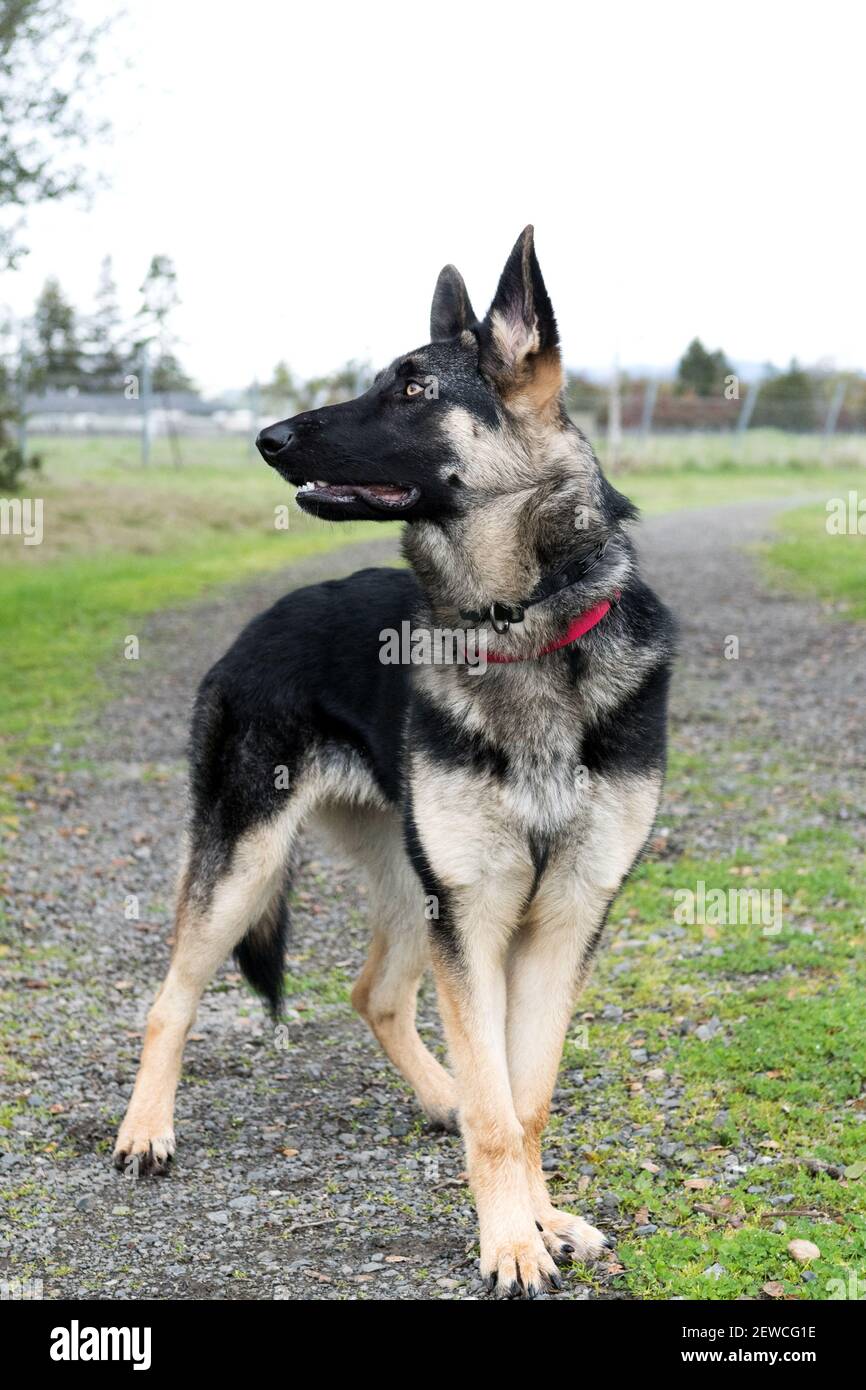 German shepherd outdoor standing looking at sky Stock Photo - Alamy