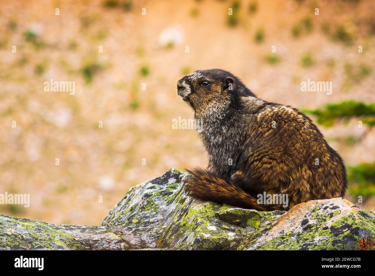 Hoary Marmot (Marmota caligata), Jasper National Park, Alberta Canada ...