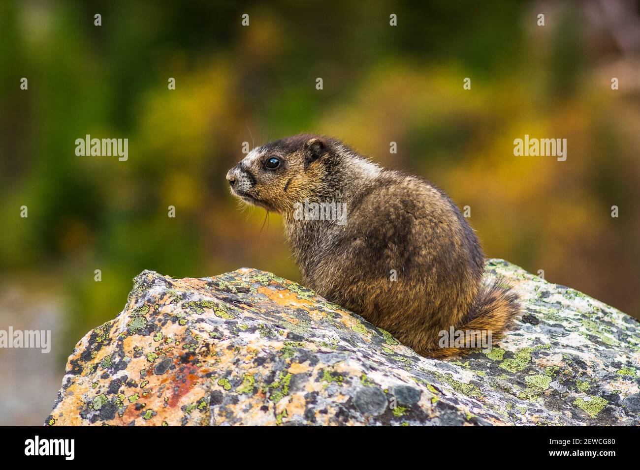 Hoary Marmot (Marmota caligata), Jasper National Park, Alberta Canada ...
