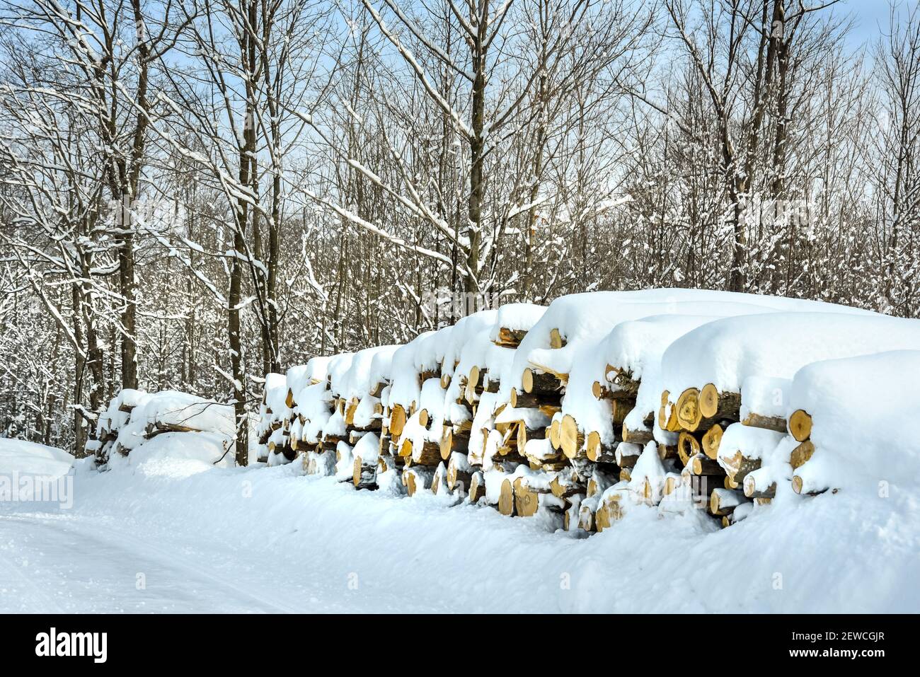 Maple forest winter hi-res stock photography and images - Alamy