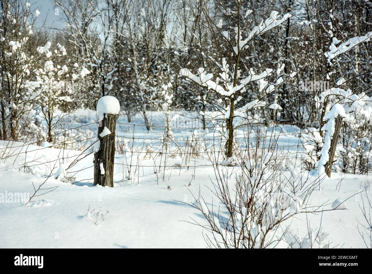 Maple forest winter hi-res stock photography and images - Alamy