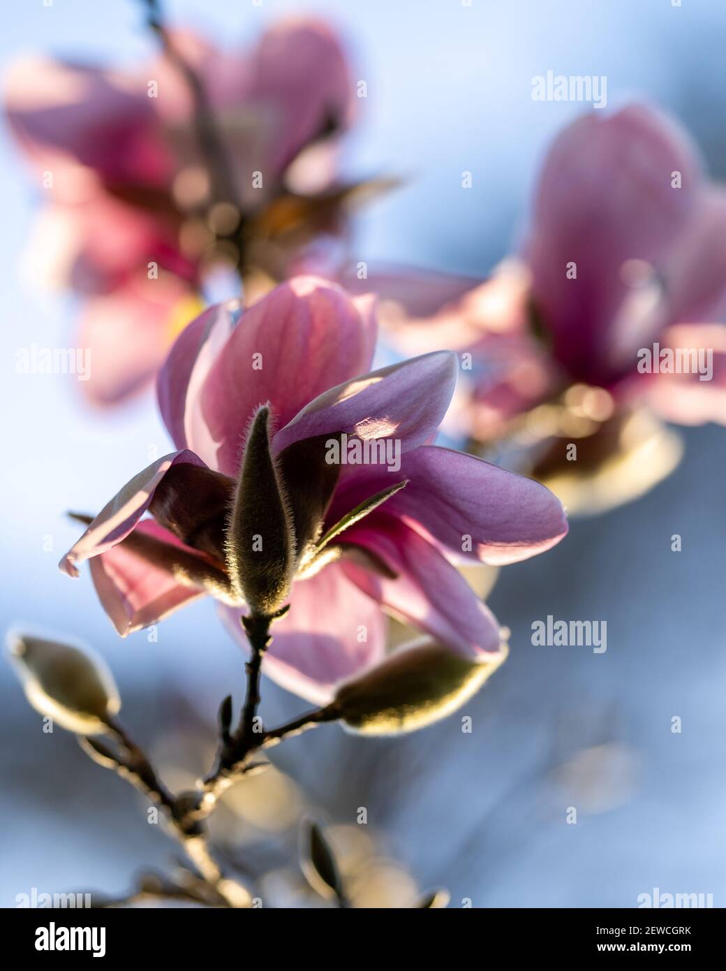 Magnolias flowers light hi-res stock photography and images - Alamy
